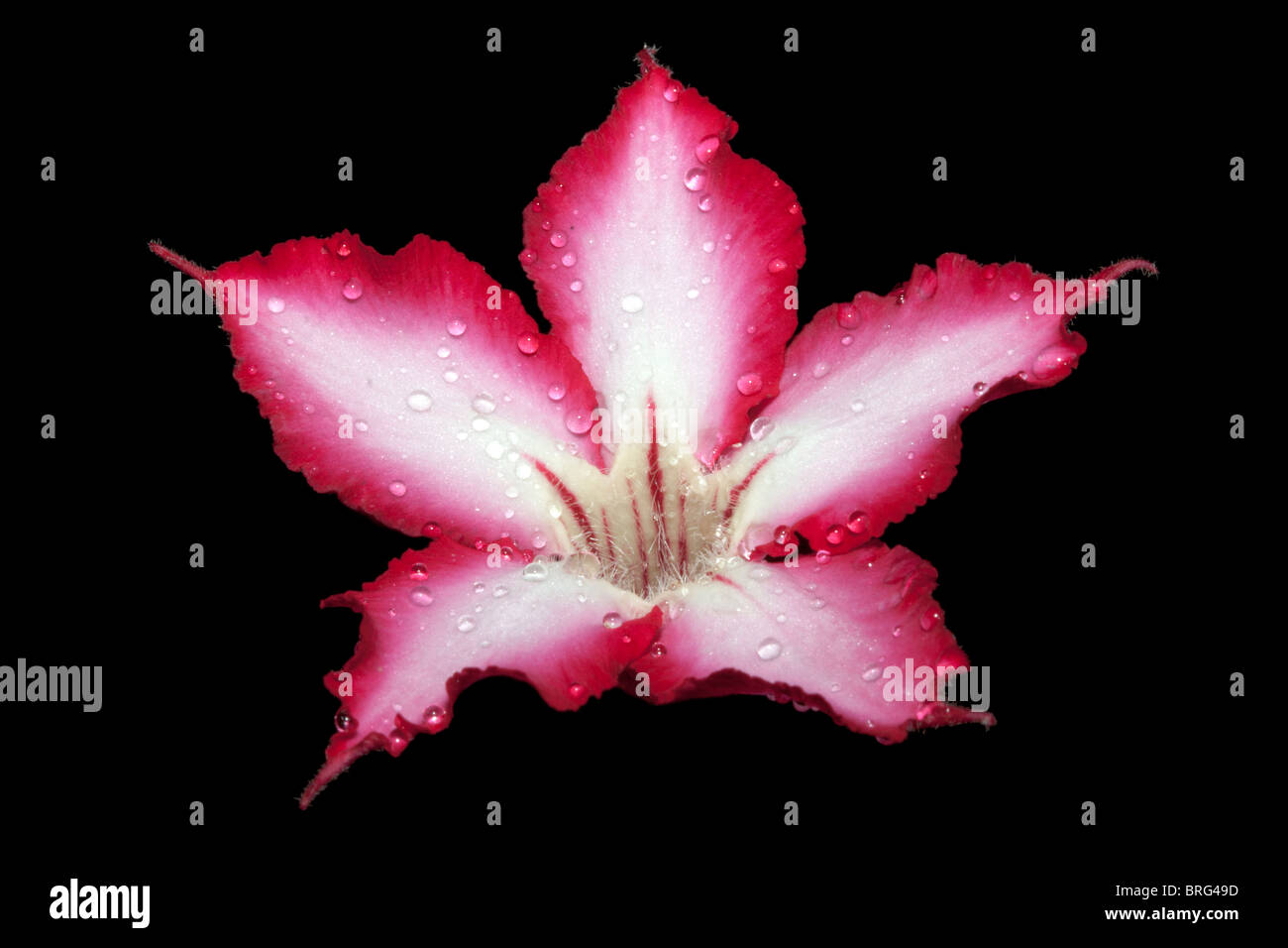Impala lily flower hi-res stock photography and images - Alamy
