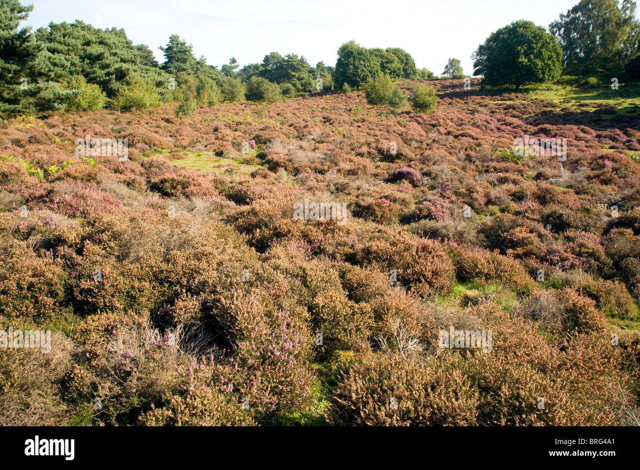 Heathland vegetation suffolk sandlings hi-res stock photography and ...
