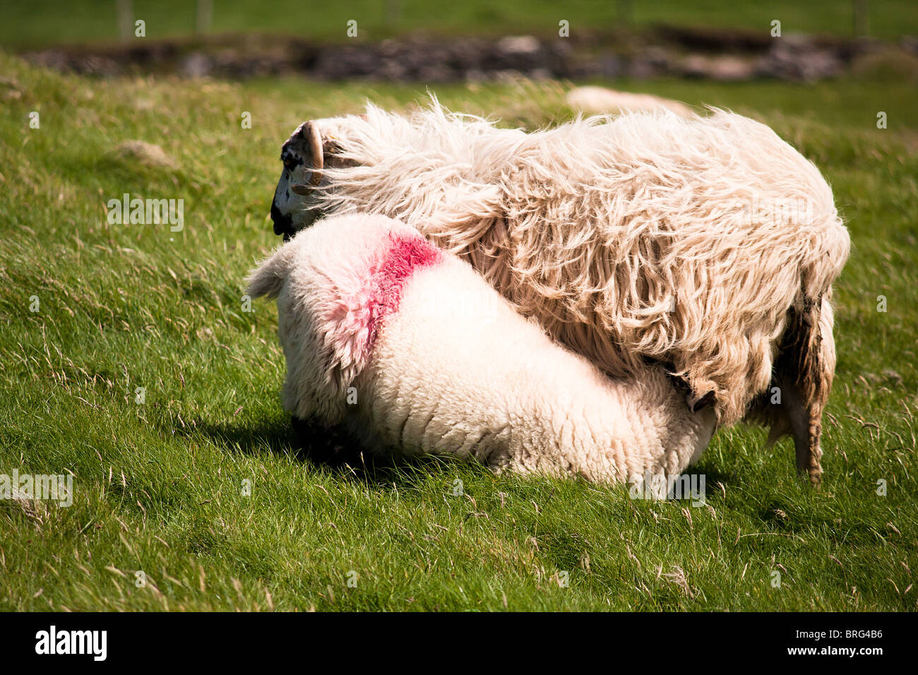 Family of sheep in ireland hi-res stock photography and images - Alamy