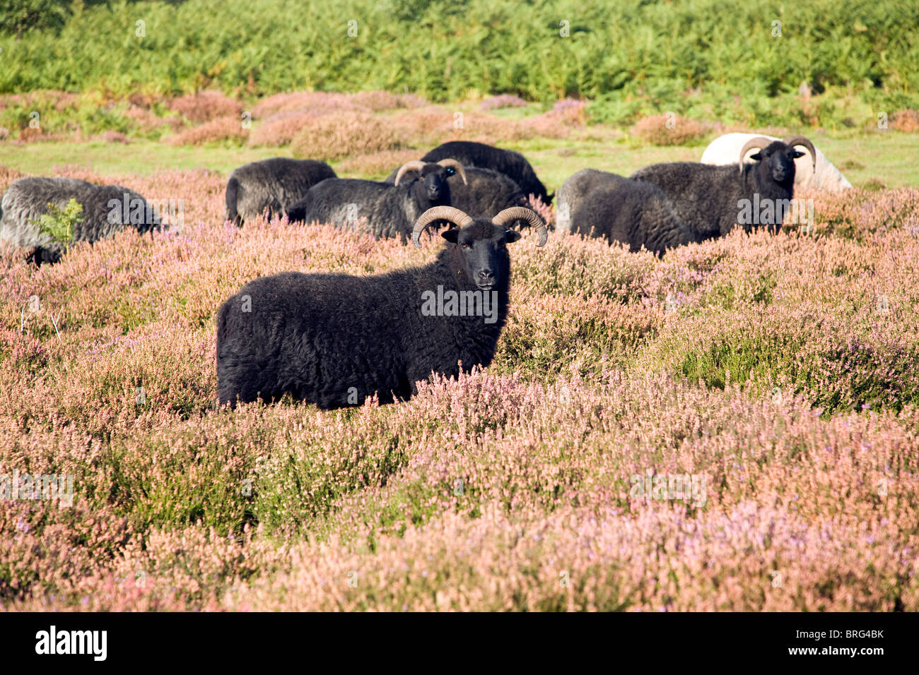 Hebridean sheep conservation grazing heather Suffolk Sandlings ...