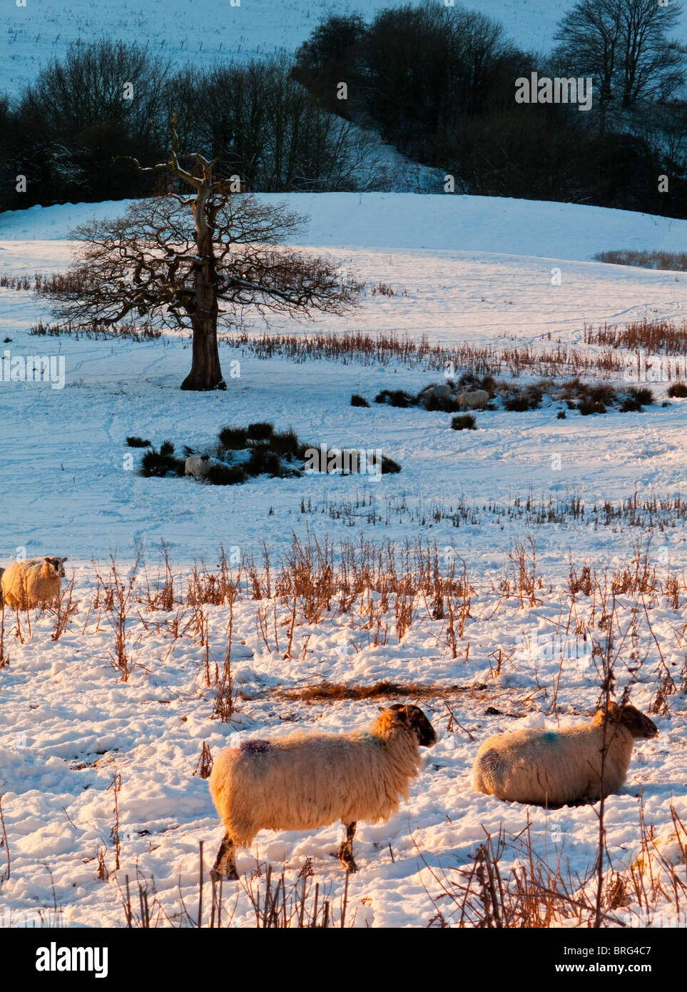 Sheep Christmas Snow Stock Photos & Sheep Christmas Snow Stock Images ...
