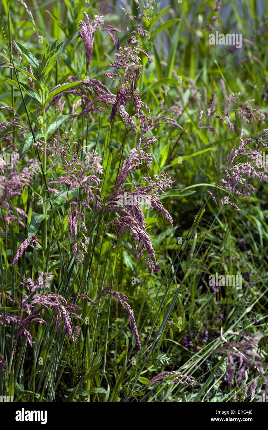 Yorkshire fog grasses hi-res stock photography and images - Alamy