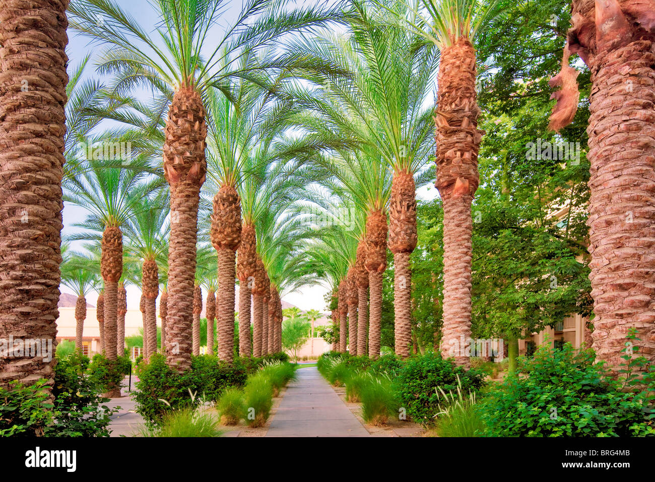 Palm tree lined path. Hyatt. Indian Wells, California Stock Photo - Alamy