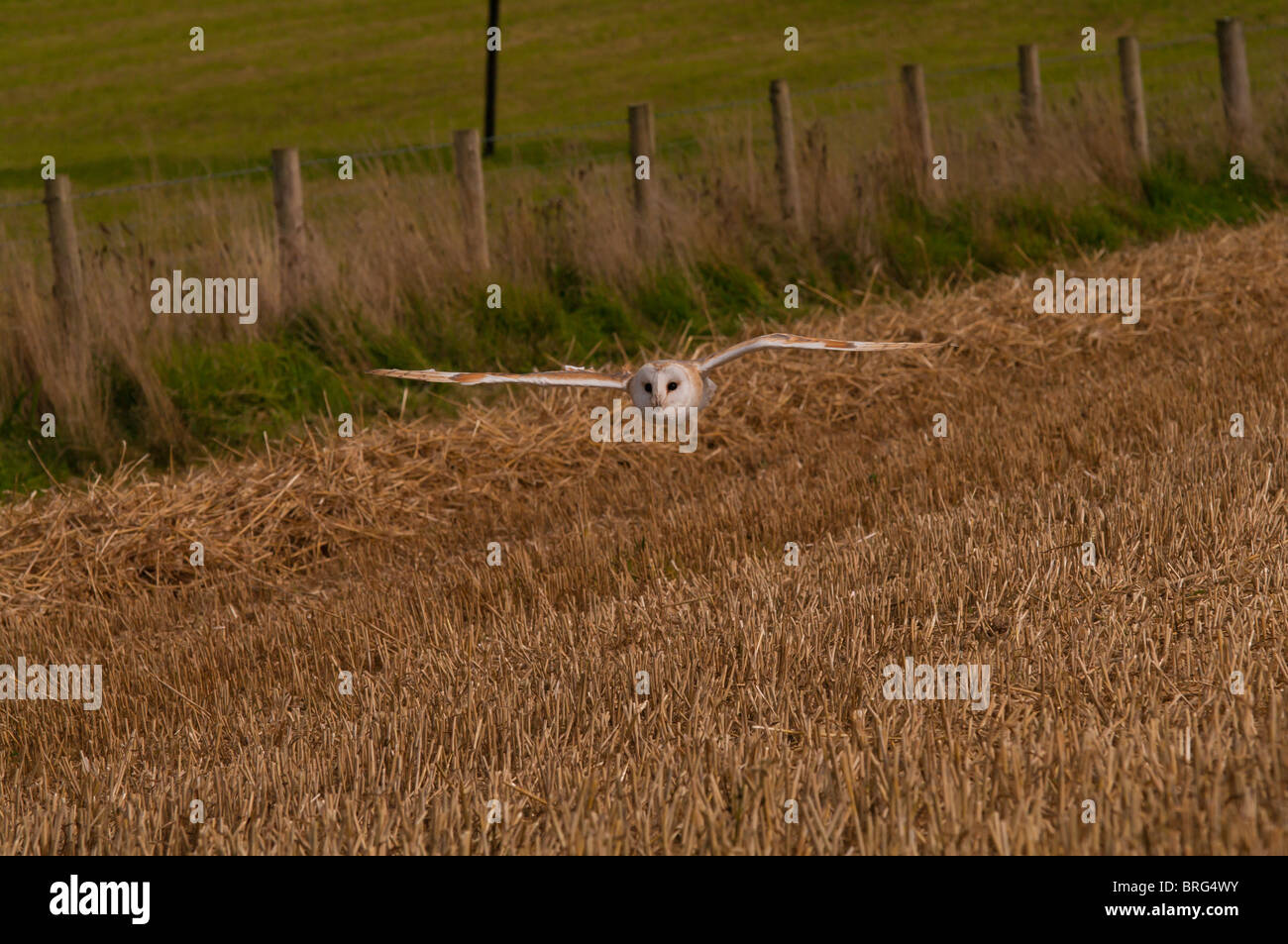 Barn Owl in flight Stock Photo - Alamy