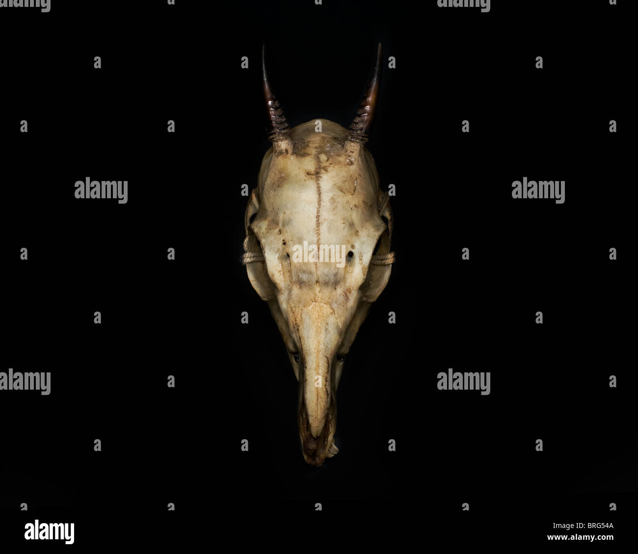 Springbok skull hi-res stock photography and images - Alamy