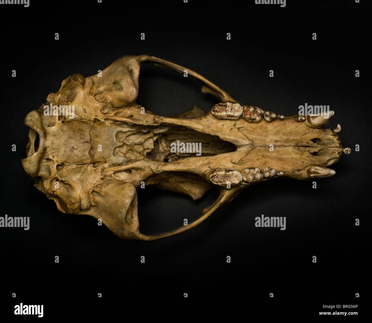 Tiger bone hi-res stock photography and images - Alamy