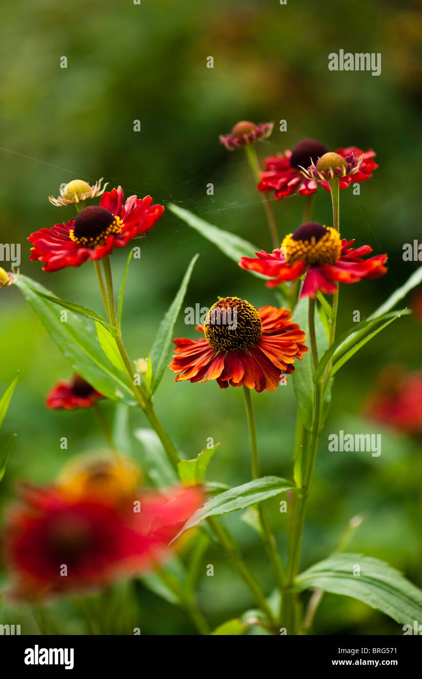 Helenium red hybrids hi-res stock photography and images - Alamy
