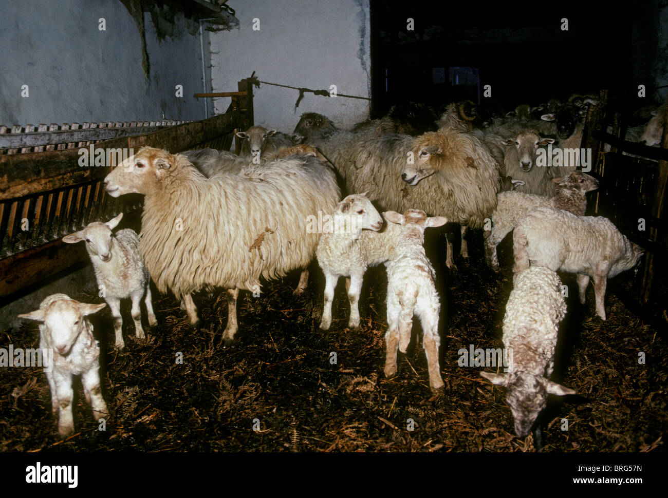 sheep in sheepfold, sheep, sheepfold, French Basque Country, village of ...
