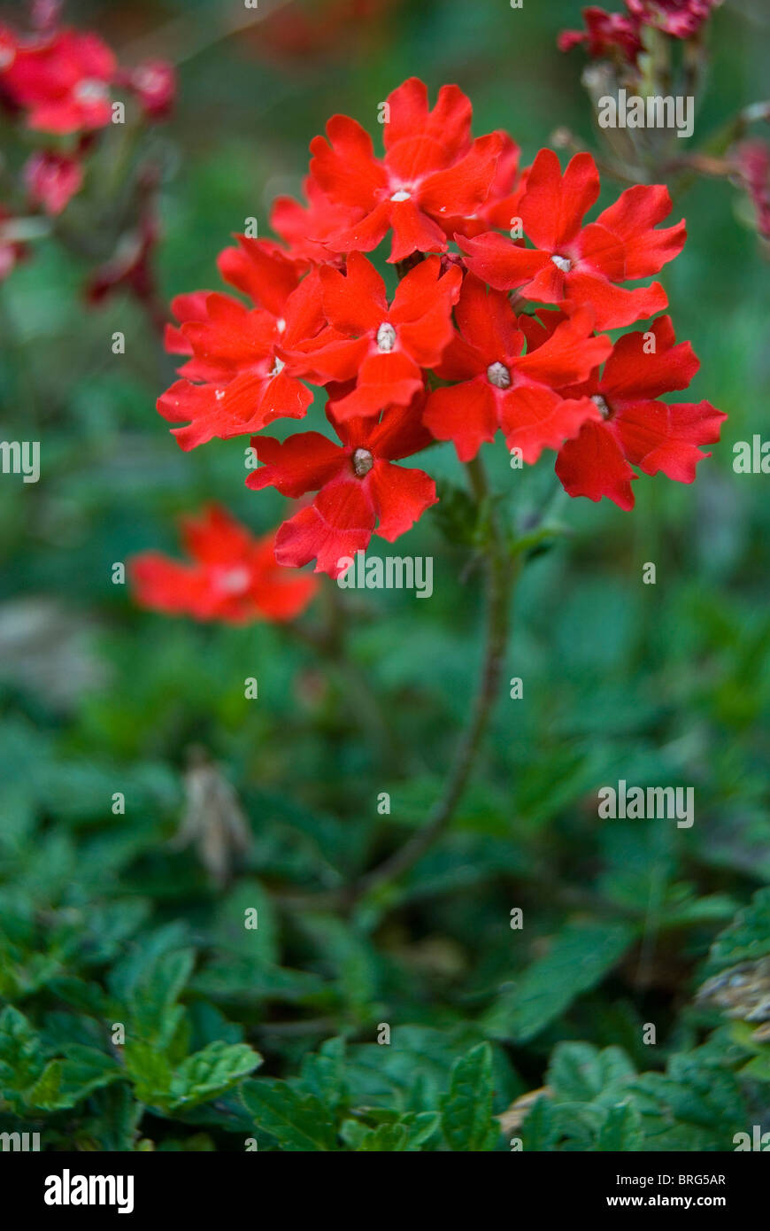 Verbena peruviana hi-res stock photography and images - Alamy