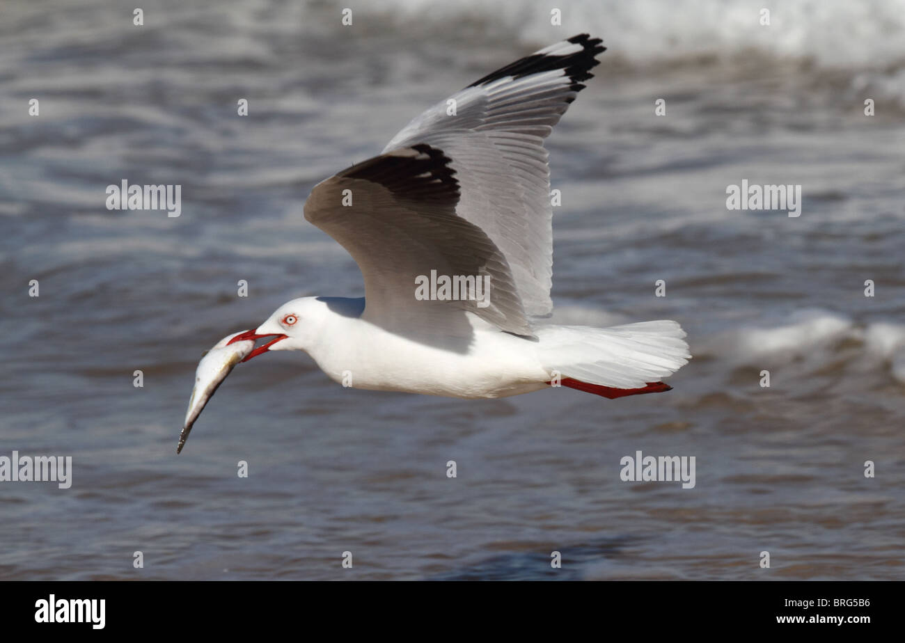 Silver gull with a fish Stock Photo - Alamy