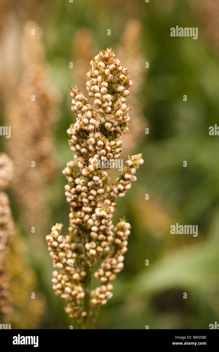 Sorghum bicolor 'Pink Kafir' growing at The Eden Project in Cornwall ...