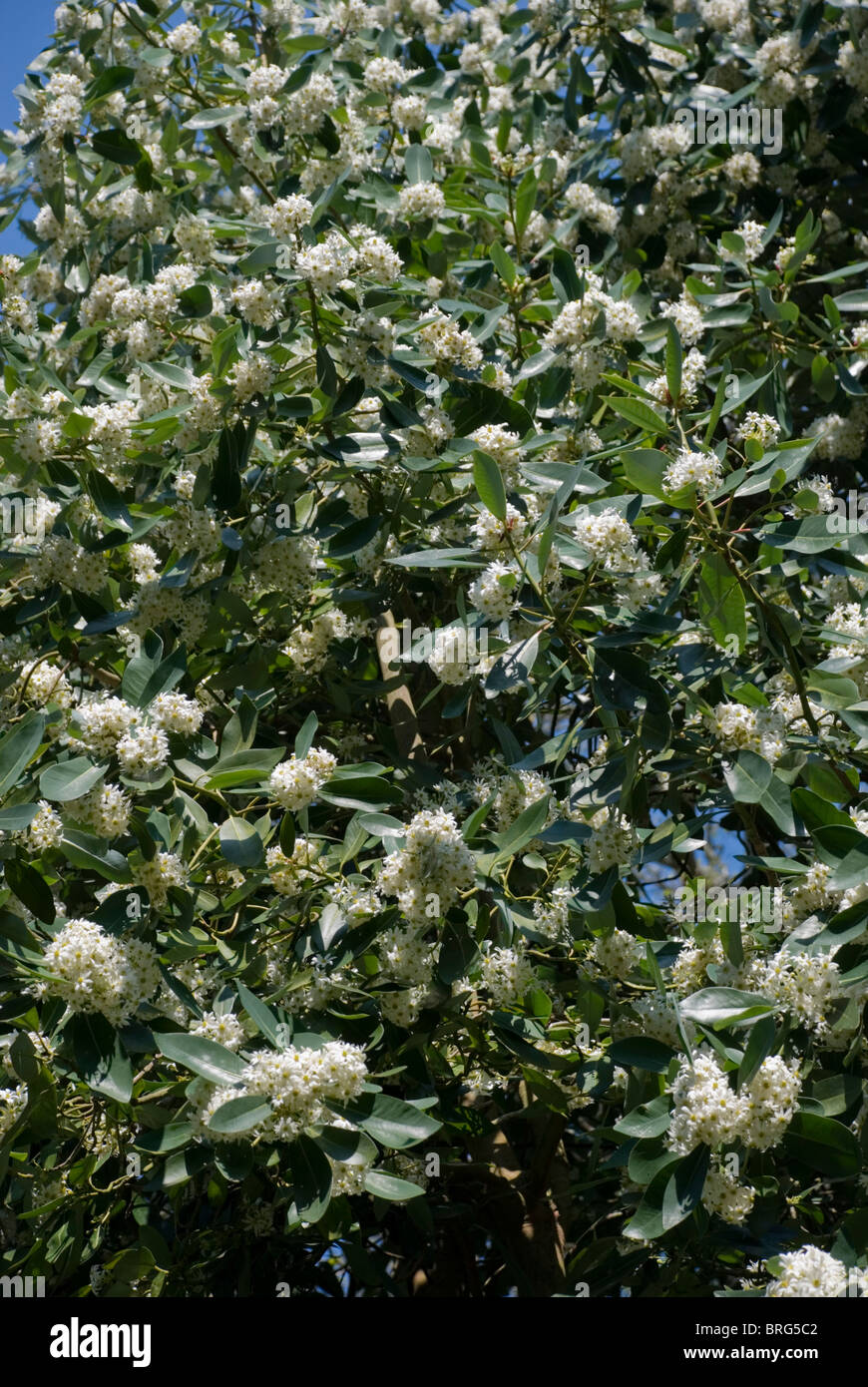 DRIMYS WINTERI, WINTER'S BARK Stock Photo - Alamy