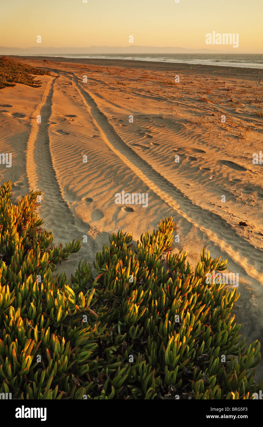 Tracks on the beach Stock Photo - Alamy
