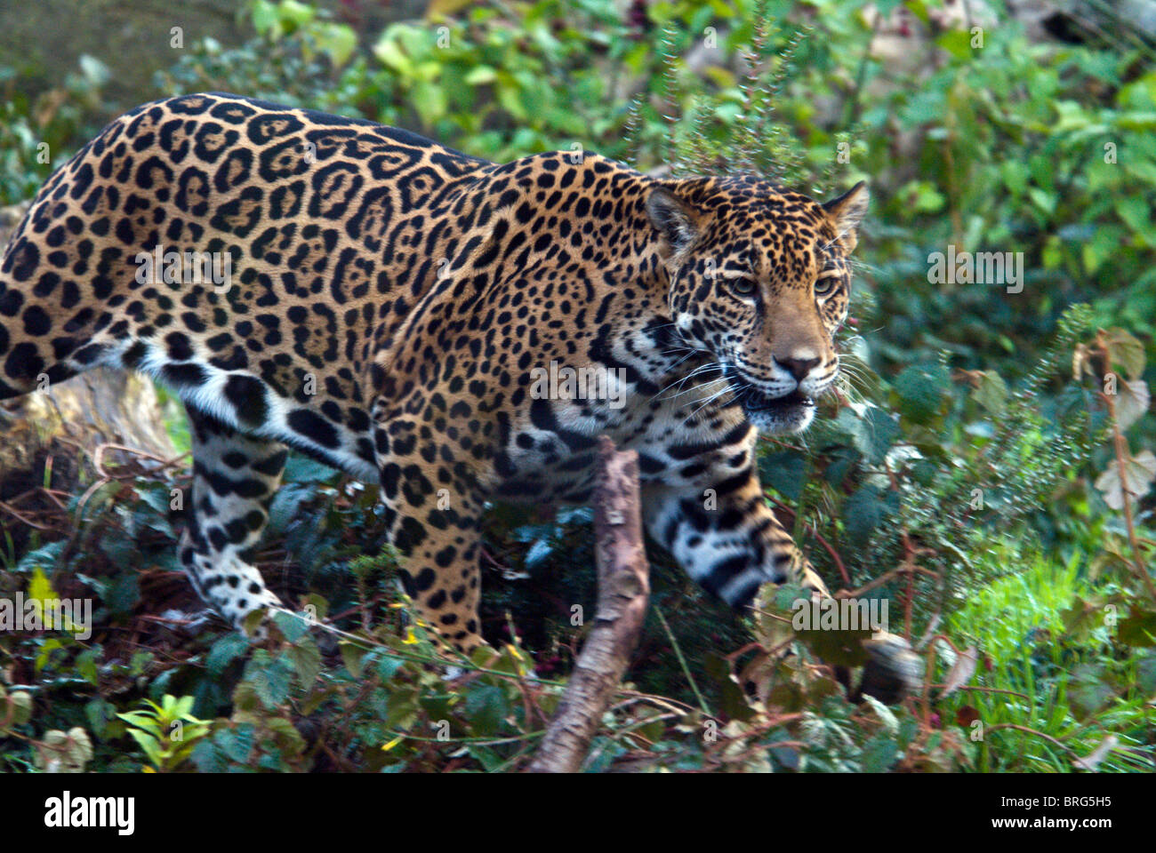 Jaguar hunting hi-res stock photography and images - Alamy