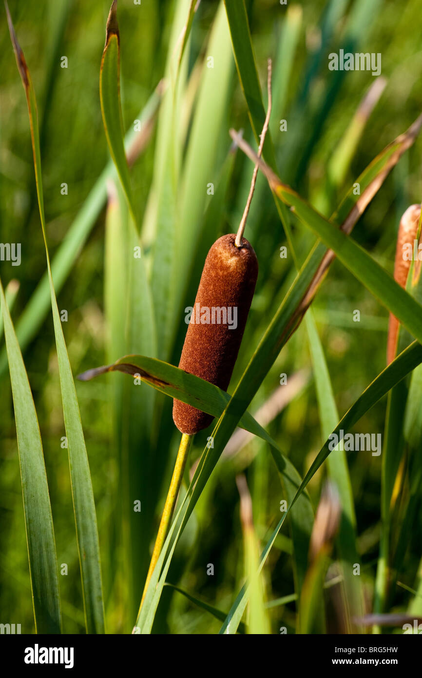 Typha latifolia hi-res stock photography and images - Alamy