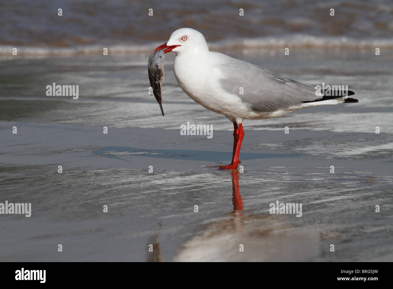 Gull fish hi-res stock photography and images - Alamy