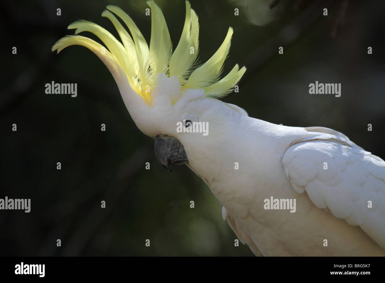 Sulphur-crested cockatoo with crest raised Stock Photo - Alamy