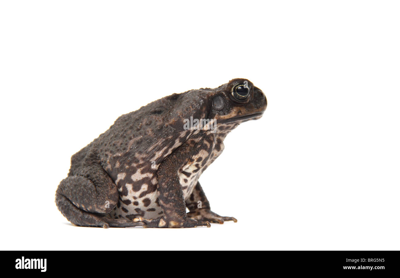 Cane toad photographed in a studio Stock Photo - Alamy