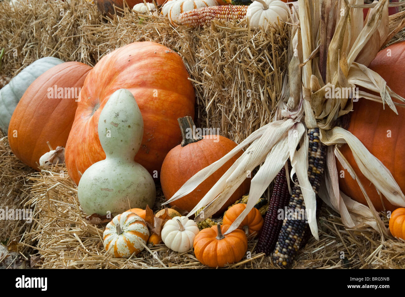 Pumpkins, gourds and Indian Corn arranged on straw bales Stock Photo ...