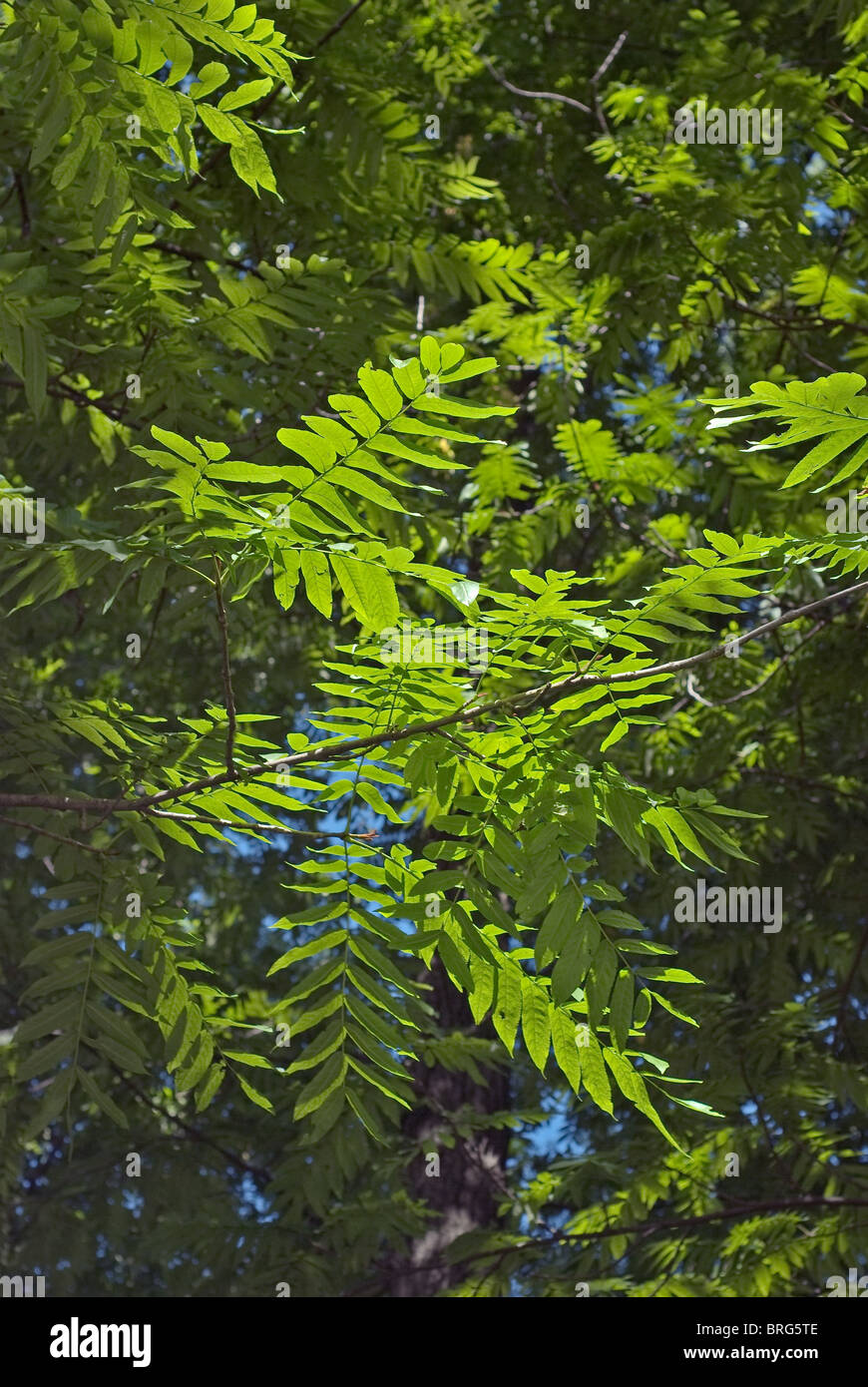 High Contrast Summer Green Leaf Pattern with Shadows Stock Photo - Alamy