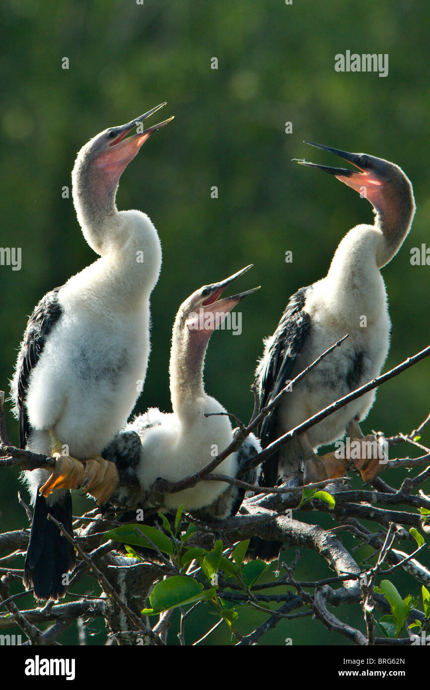 baby anhinga in nest-anhinga anhinga-wakodahatchee wetlands-florida ...