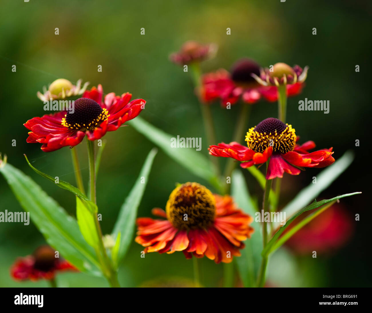 Helenium autumnale common sneezeweed hi-res stock photography and ...