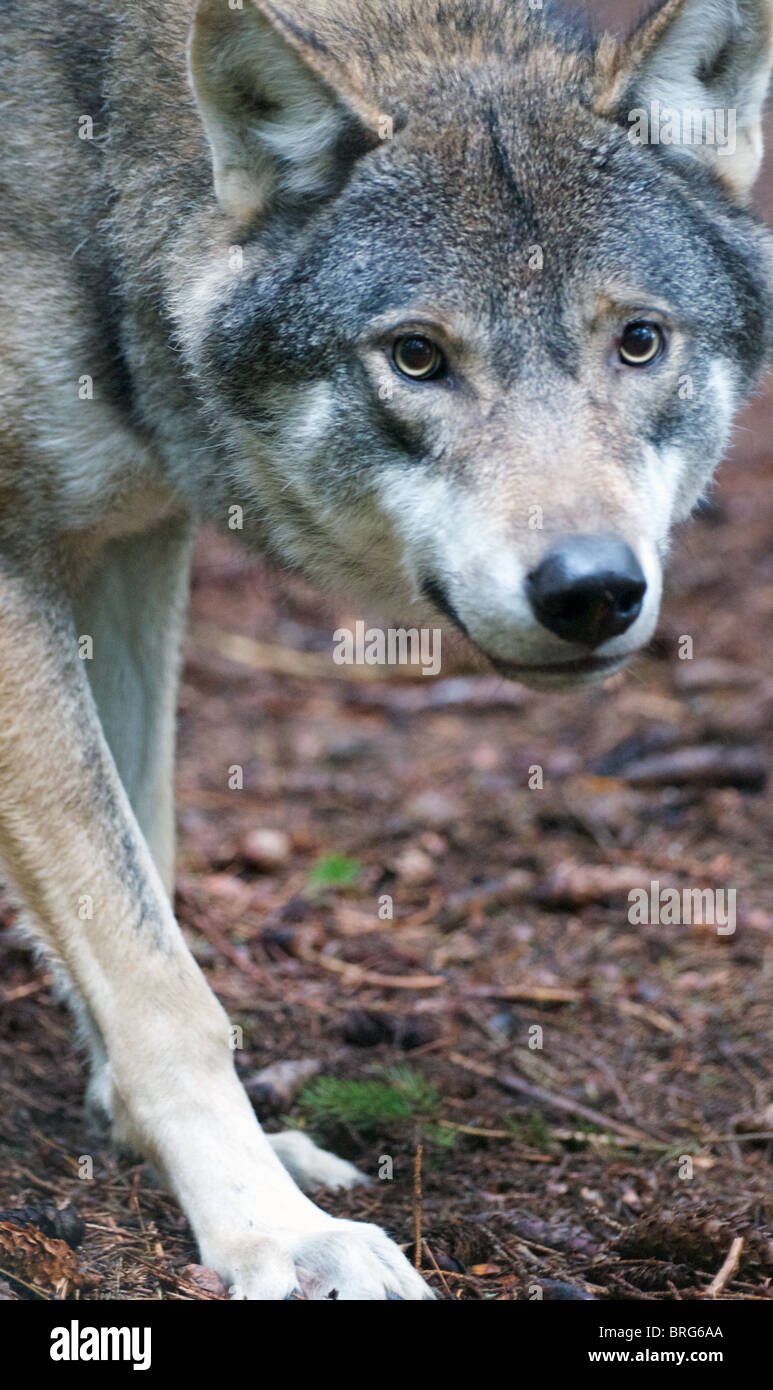 European grey wolf looking at camera Stock Photo - Alamy