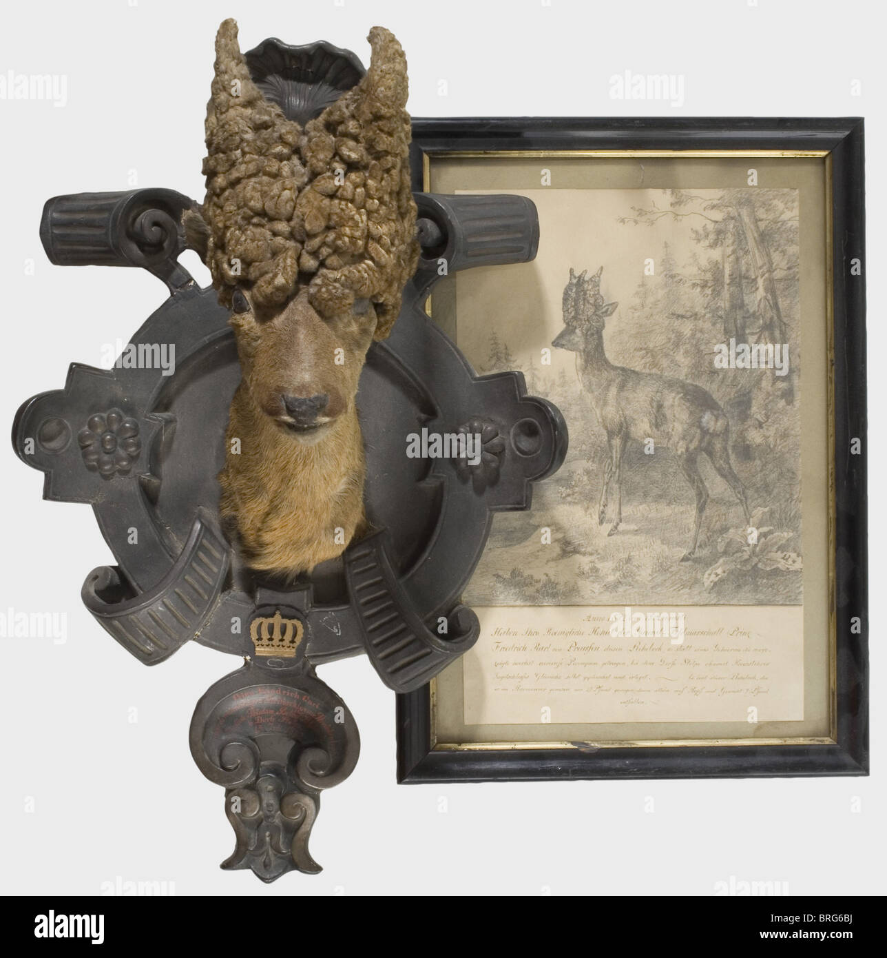 A wigged roe buck,shot in 1872 by Prince Friedrich Karl of Prussia A ...