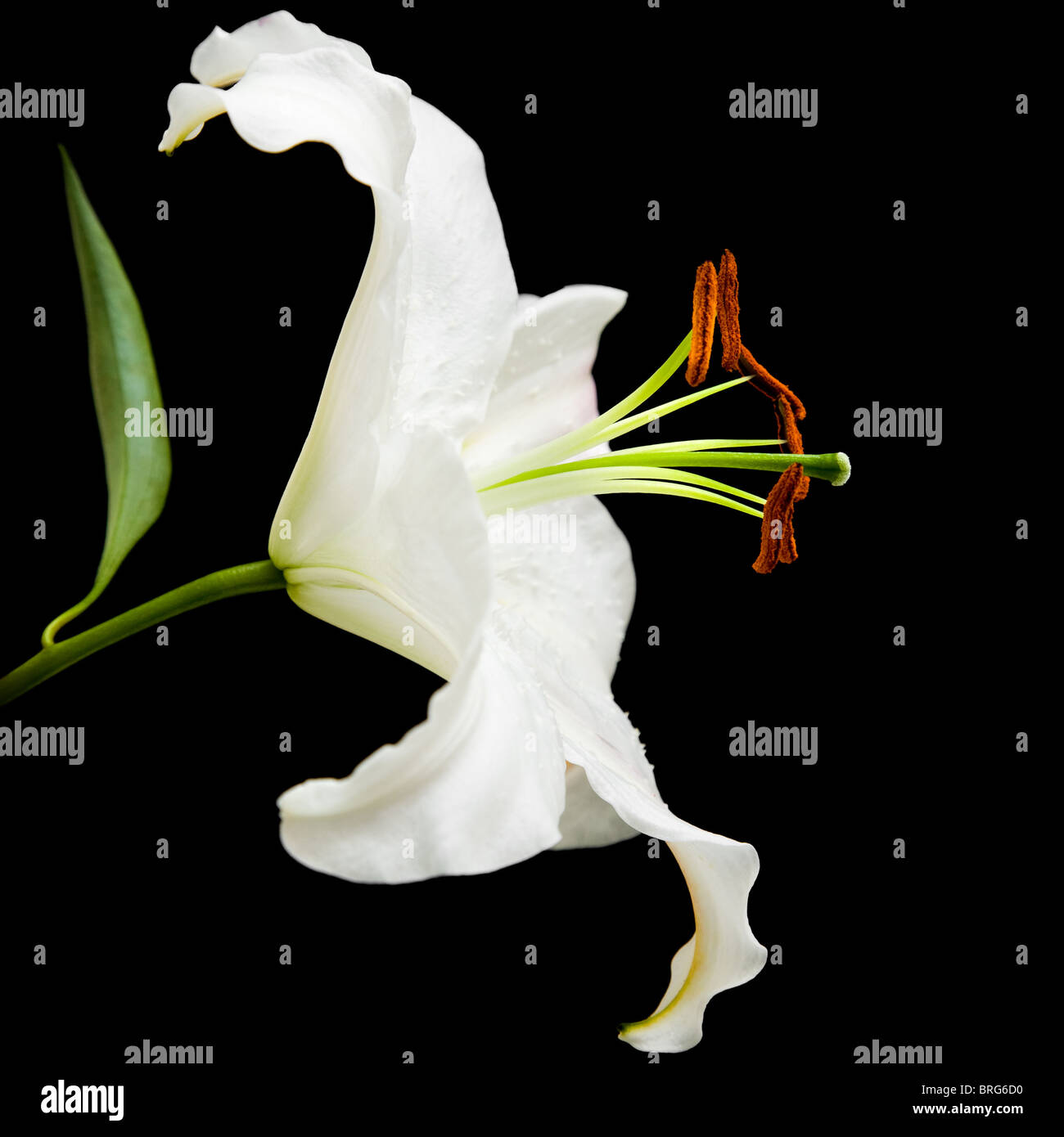 white lily flower isolated on black background; side view;diagonal ...