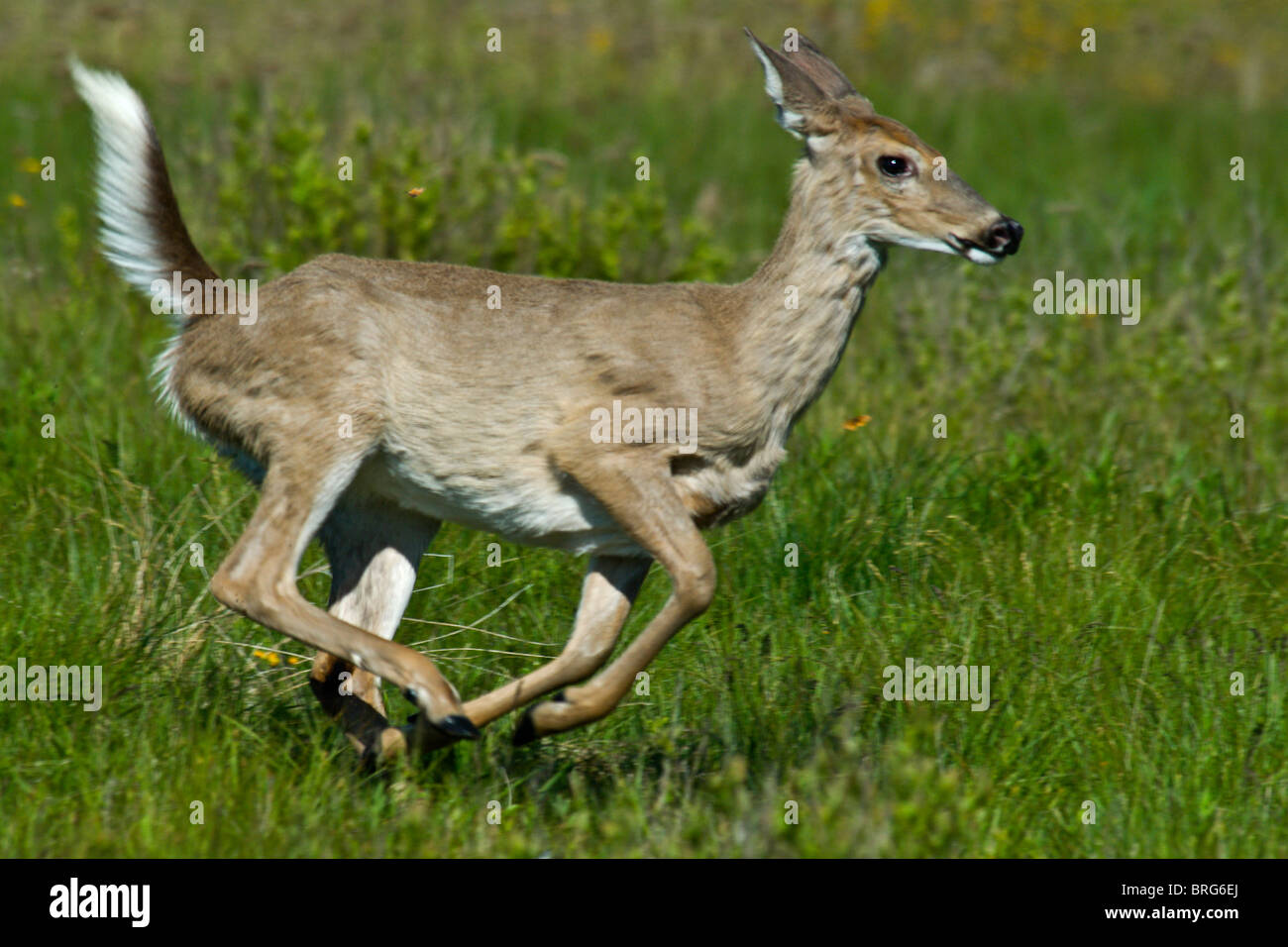 Whitetail deer side view hi-res stock photography and images - Alamy