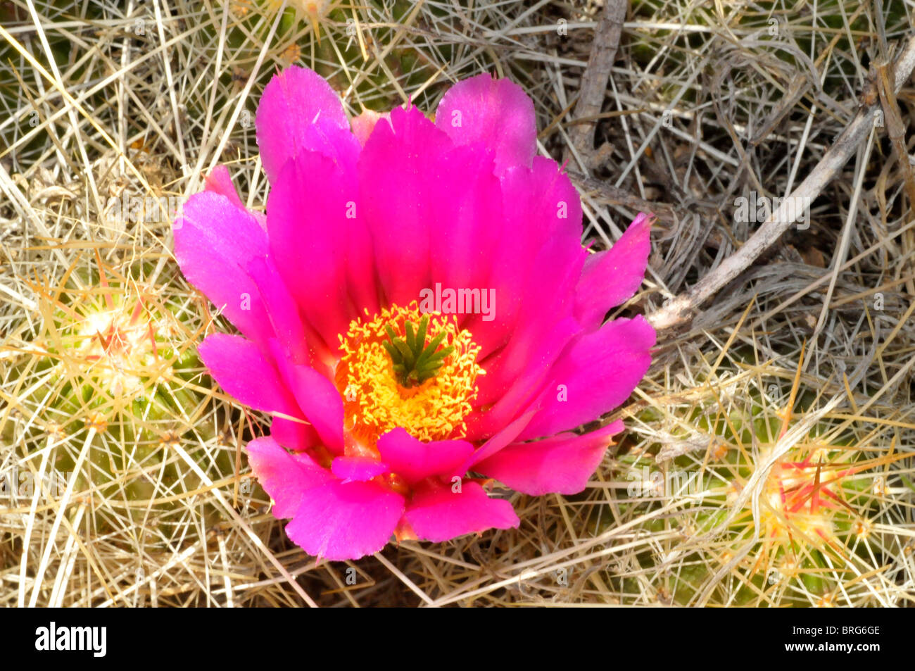 Pink Flowering Cactus at Living Desert Zoo and Gardens Carlsbad New ...