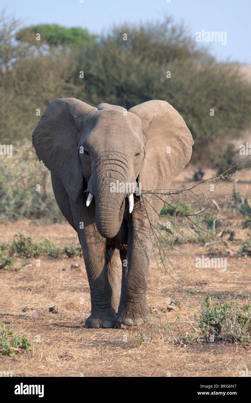 Elephant in the Tuli block Safari area, Botswana Stock Photo - Alamy