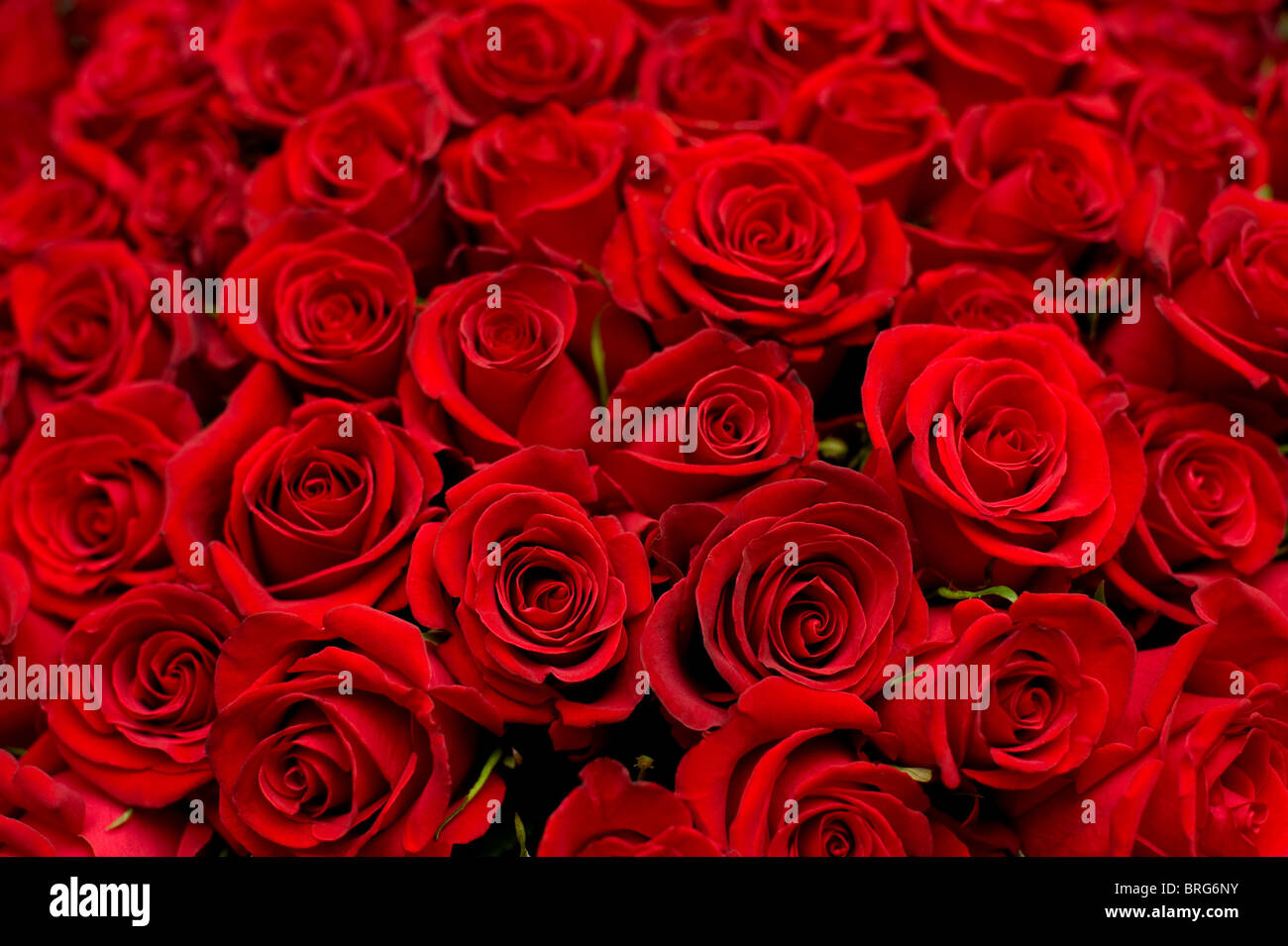 Many red roses hi-res stock photography and images - Alamy