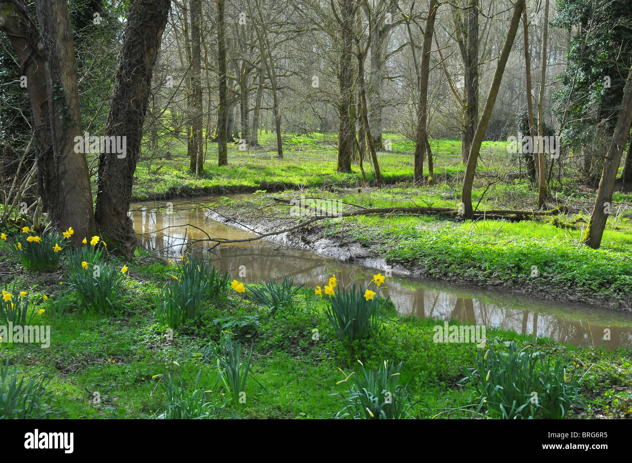 Daffodils In The Woods High Resolution Stock Photography and Images - Alamy