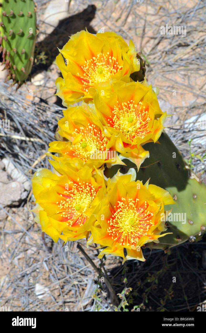 Yellow Flowering Cactus at Living Desert Zoo and Gardens Carlsbad New ...