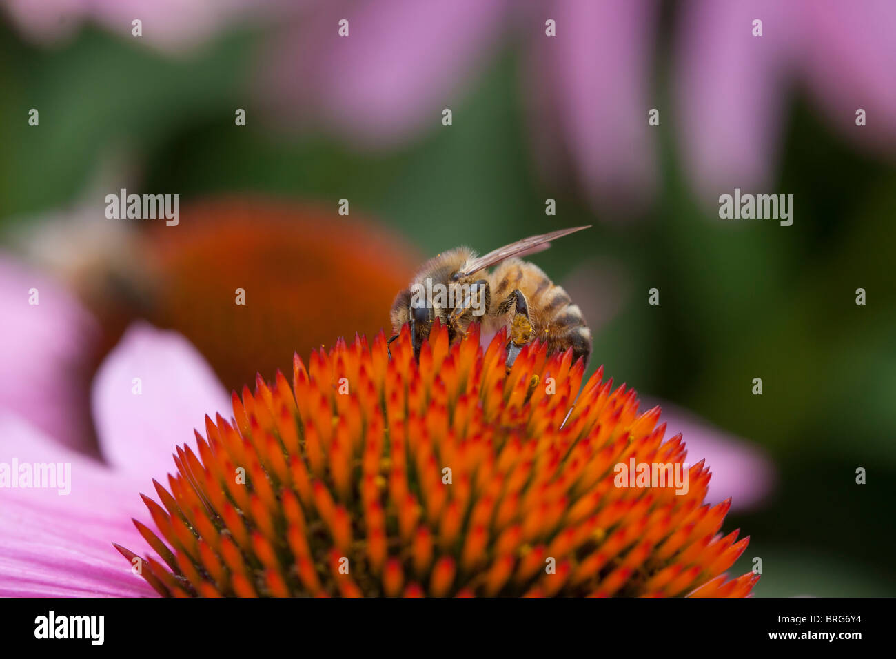 Bee feeding on nectar Stock Photo - Alamy