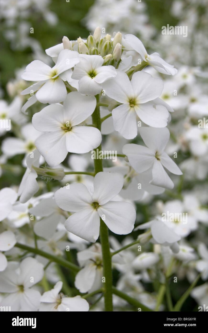 DAME'S VIOLET. HESPERIS MATRONALIS, VAR. ALBIFLORA Stock Photo - Alamy