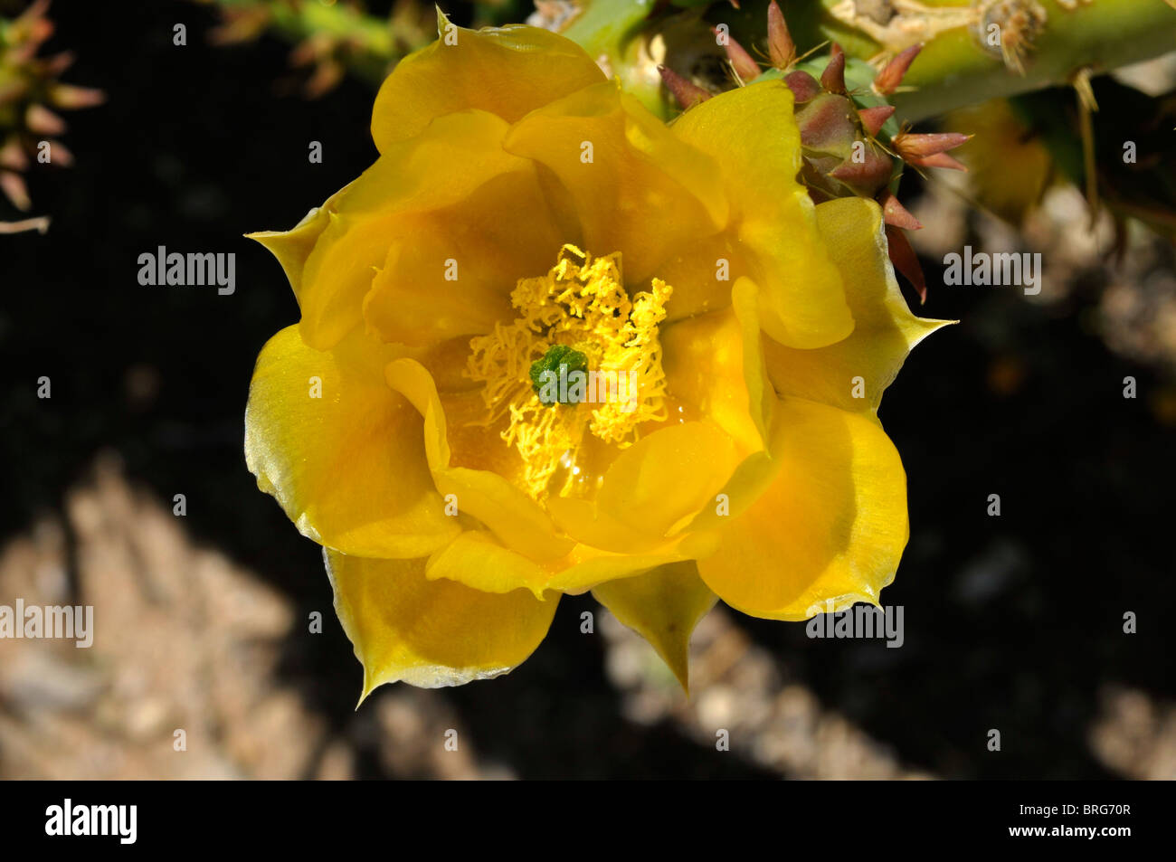 Yellow Flowering Cactus at Living Desert Zoo and Gardens Carlsbad New ...