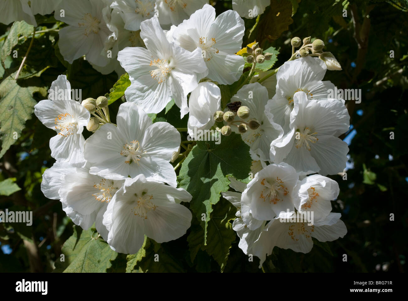 Vitifolium hi-res stock photography and images - Alamy