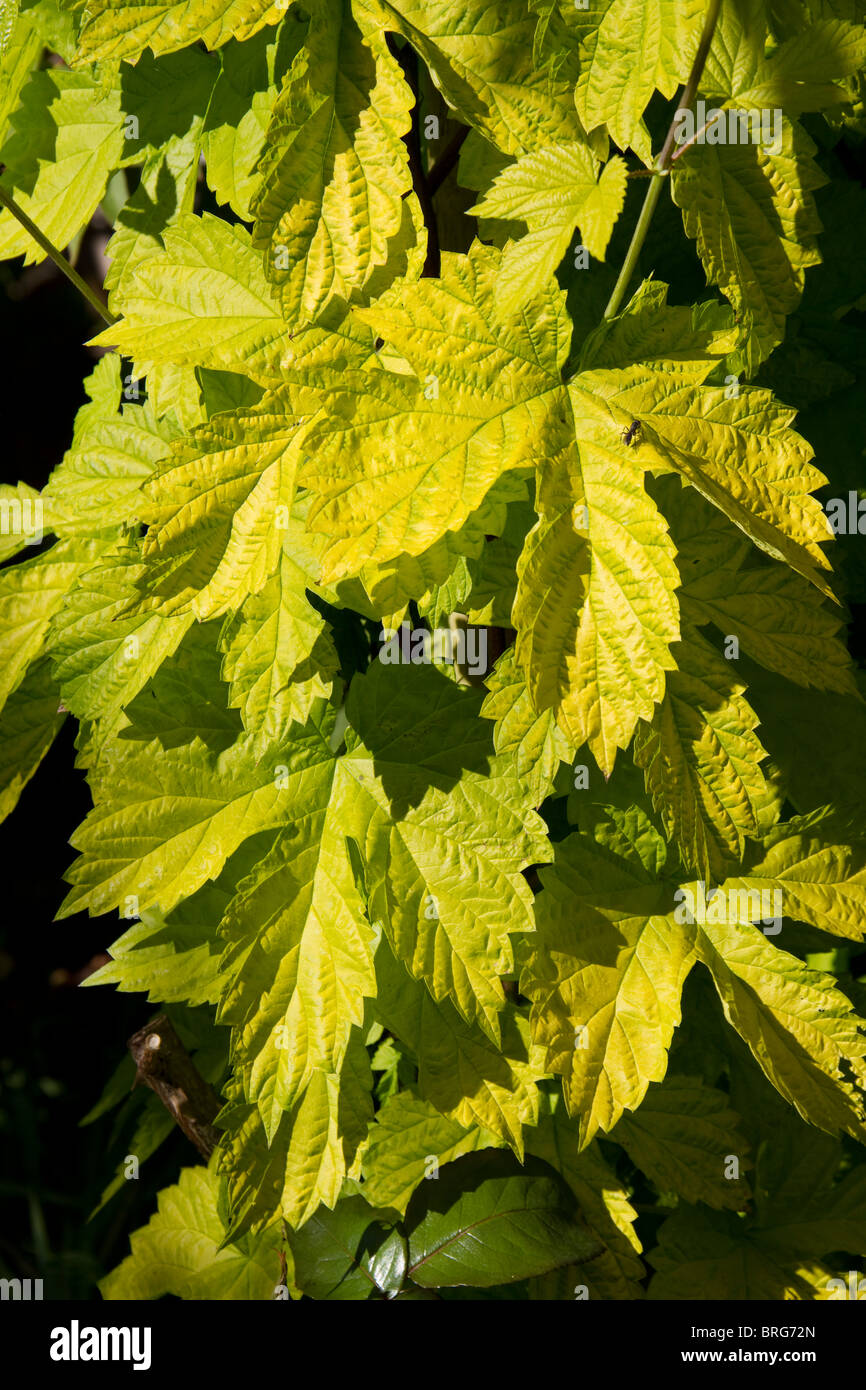 Golden Hop, Humulus lupulus Stock Photo - Alamy