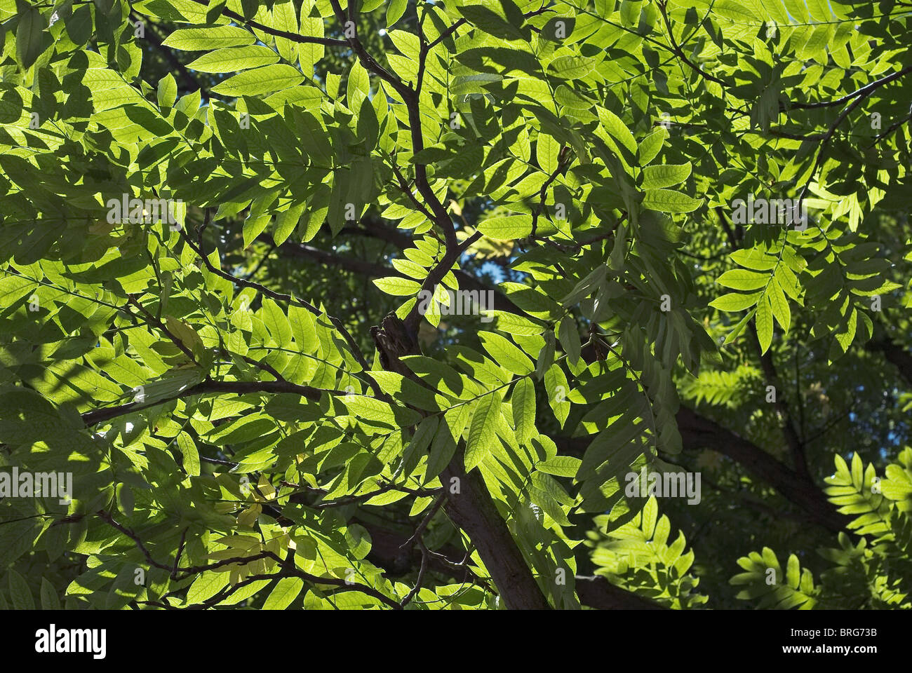 High Contrast Summer Green Leaf Pattern with Shadows Stock Photo - Alamy