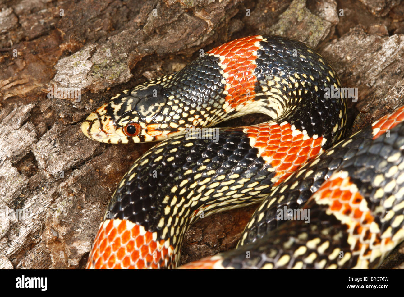 Long nosed snake hi-res stock photography and images - Alamy
