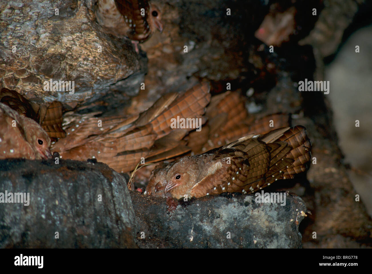 Oilbird hi-res stock photography and images - Alamy