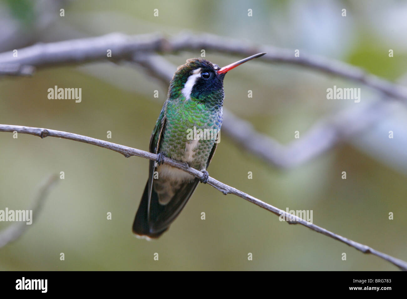 White eared hummingbird hi-res stock photography and images - Alamy