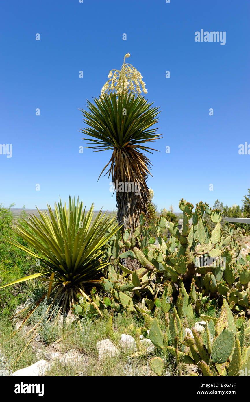Flowering Soaptree Yucca Plant at Living Desert Zoo and Gardens ...