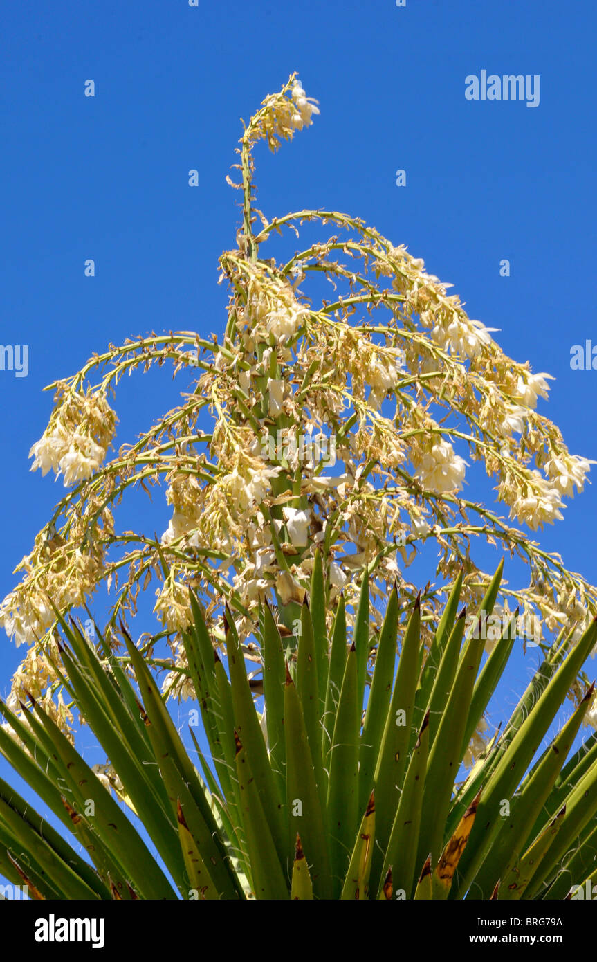 Flowering Soaptree Yucca Plant at Living Desert Zoo and Gardens ...