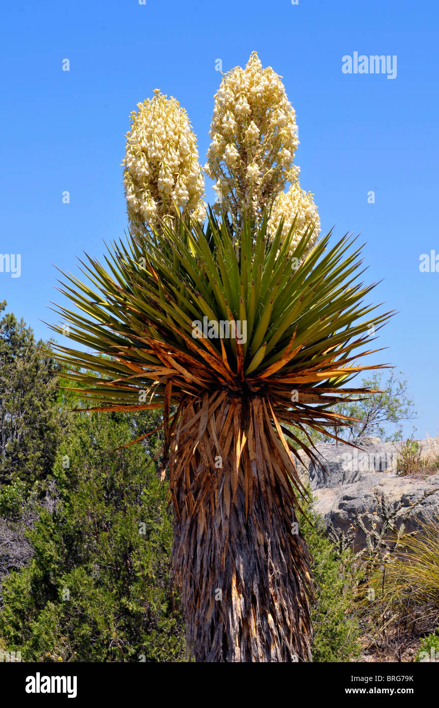 Flowering Soaptree Yucca Plant at Living Desert Zoo and Gardens ...