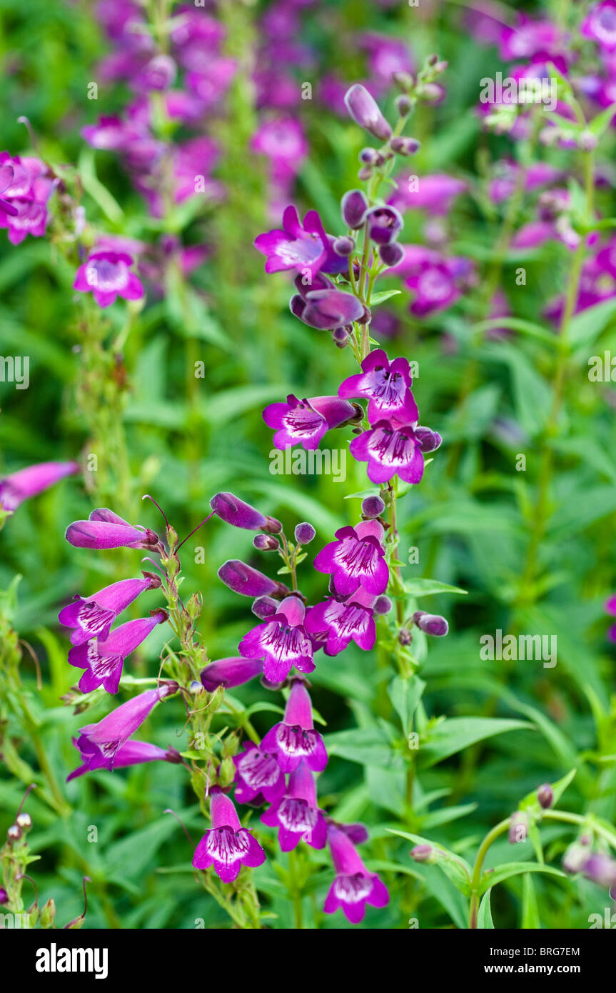 Penstemon Vesuvius YASIUS flowers Stock Photo - Alamy