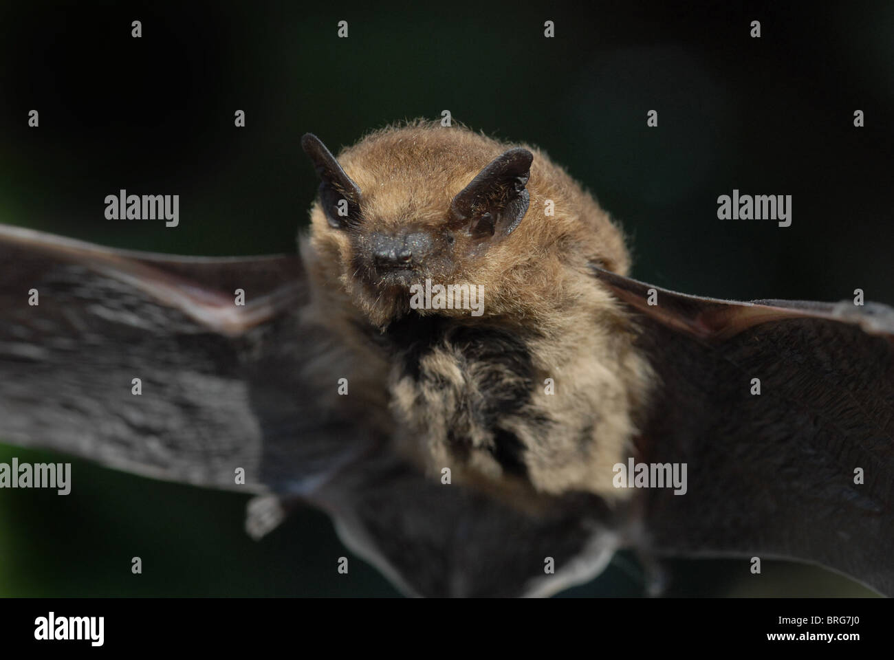 Pipistrelle bat uk flying hi-res stock photography and images - Alamy