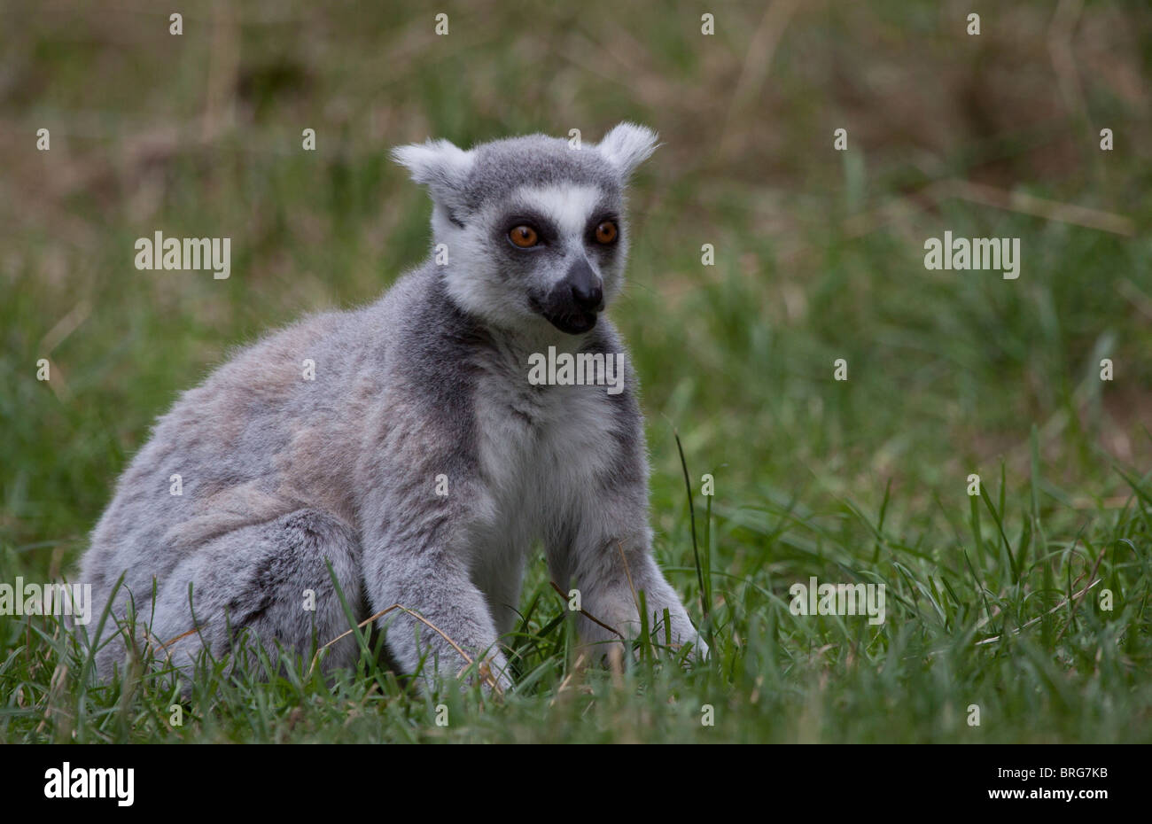 Ring Tailed Lemur Stock Photo - Alamy